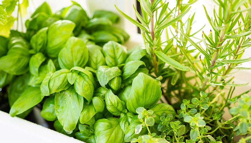 Salmon Arm: Indoor gardening - containers, sprouting - Activities ...