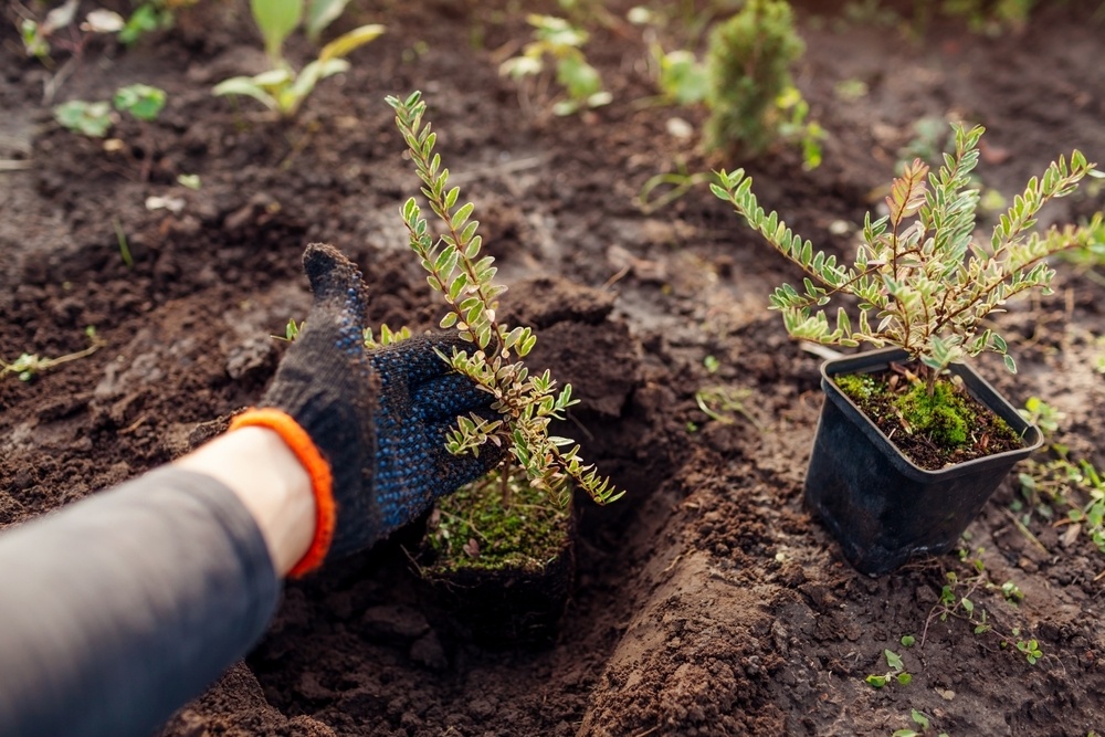 Buckerfields | Your Source for Latest Gardening & Farming News and Tips ...