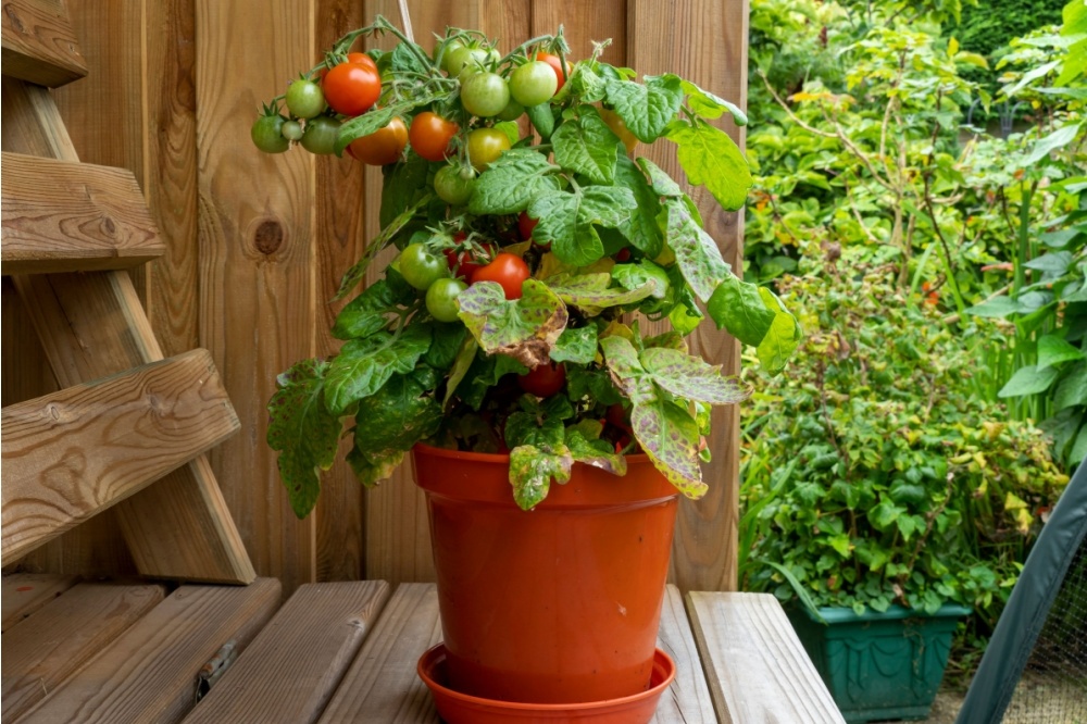 Buckerfields | Your Source for Latest Gardening & Farming News and Tips ...
