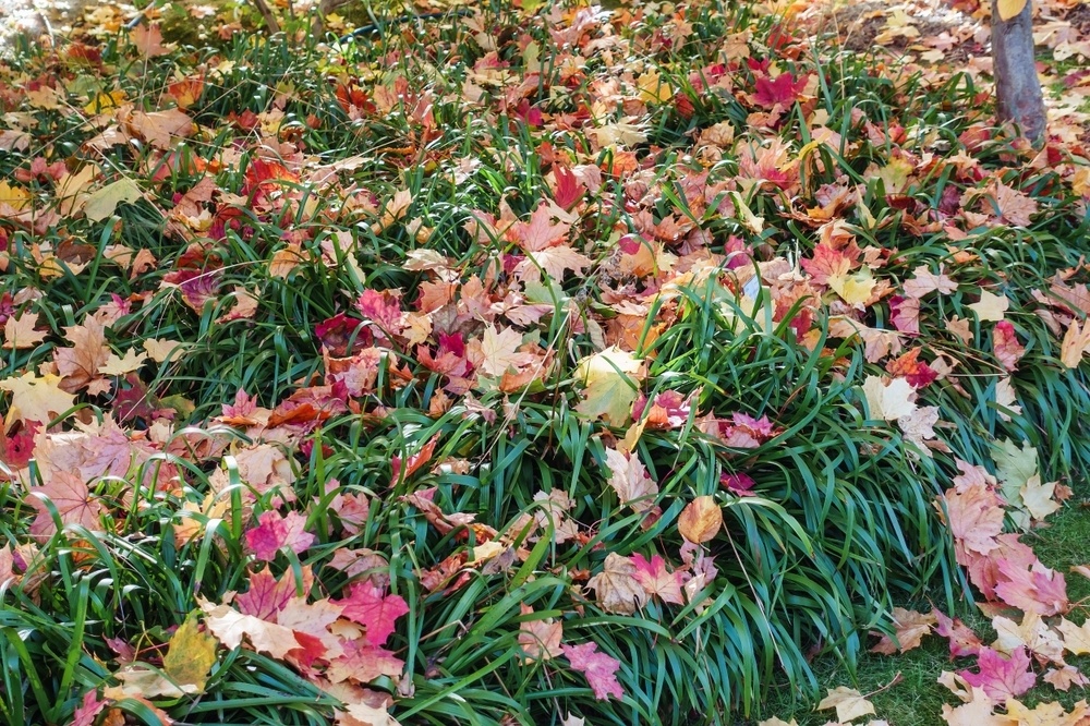Buckerfields | Your Source for Latest Gardening & Farming News and Tips ...