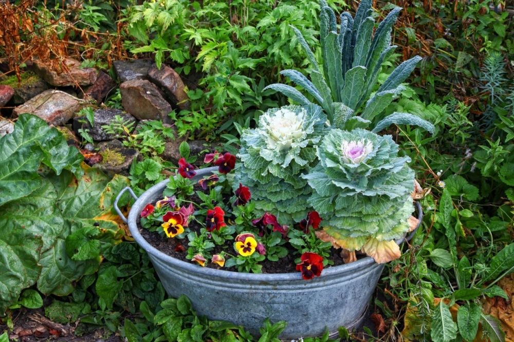 Buckerfields | Your Source for Latest Gardening & Farming News and Tips ...