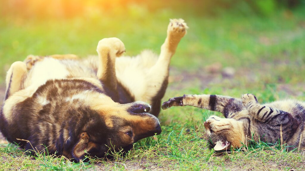 Buckerfields | Your Source for Latest Gardening & Farming News and Tips ...