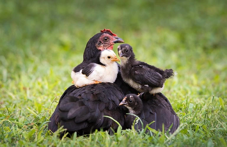 How to Raise Poultry - Buckerfield's - BC's Original Country Store