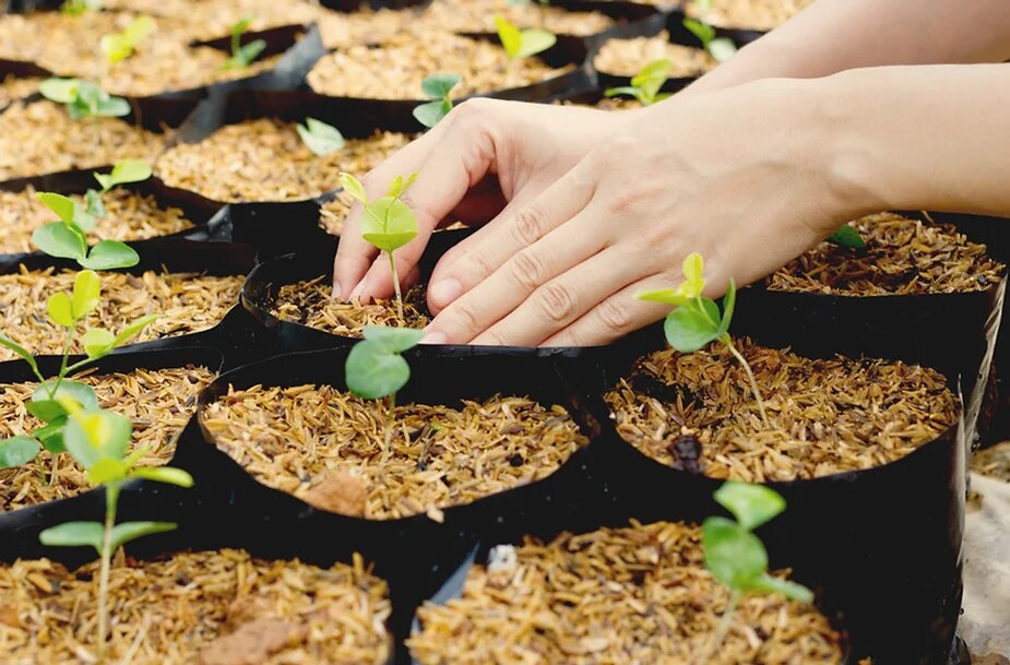 Buckerfields | Your Source for Latest Gardening & Farming News and Tips ...