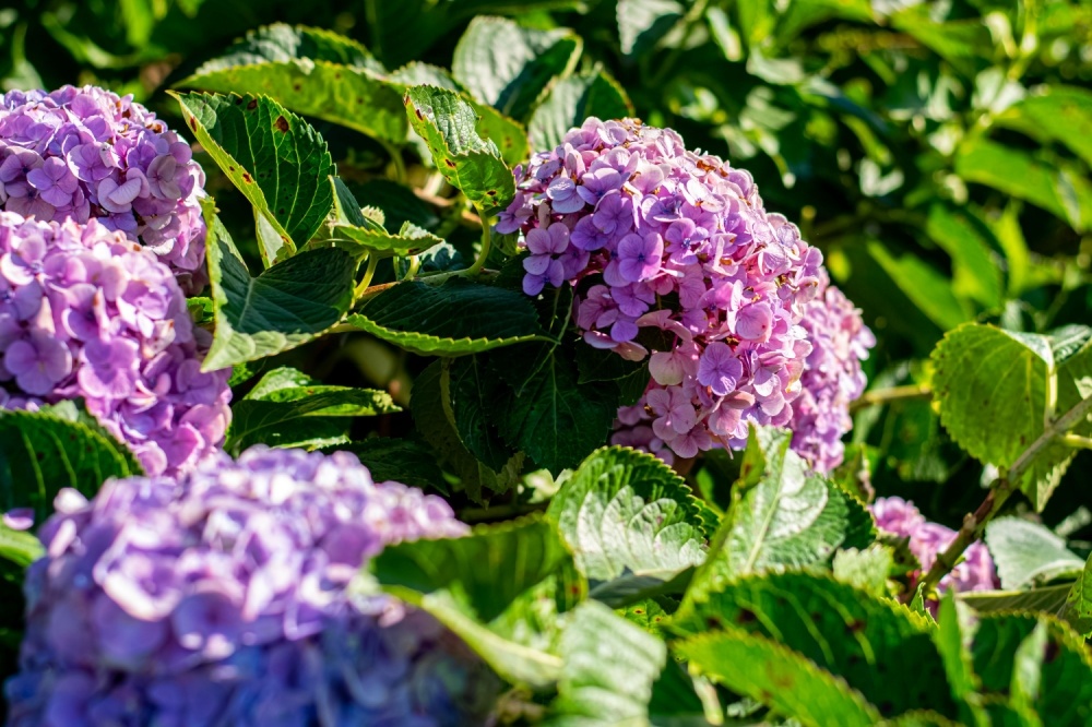 Buckerfields | Your Source for Latest Gardening & Farming News and Tips ...