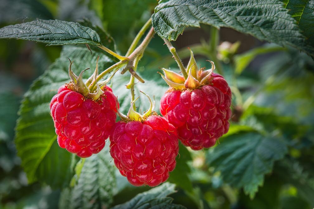 Buckerfields | Your Source for Latest Gardening & Farming News and Tips ...