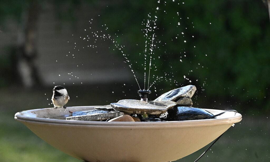 Buckerfields | Your Source for Latest Gardening & Farming News and Tips ...