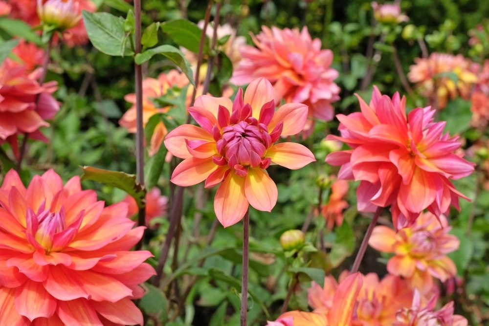 Buckerfields | Your Source for Latest Gardening & Farming News and Tips ...