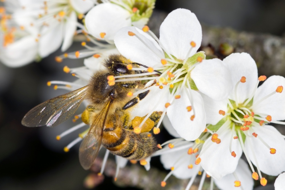 Buckerfields | Your Source for Latest Gardening & Farming News and Tips ...