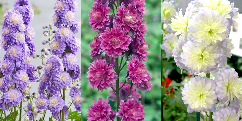 3” to 4.5” Annuals, Perennials, Veggie & Fruit Plants - Offers ...