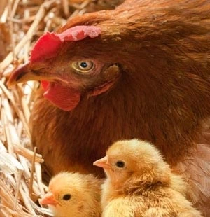 Rochester Hybrid Live Chicks - Buckerfield's - BC's Original Country Store