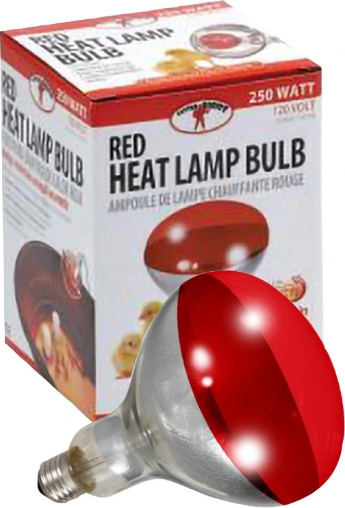 Little Giant Red Heat Bulb 250W/120V - Buckerfield's - BC's Original ...